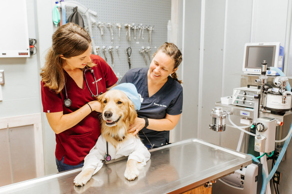 Boerne Veterinarian - Boerne Veterinary Clinic - Dr. Steven Rapp
