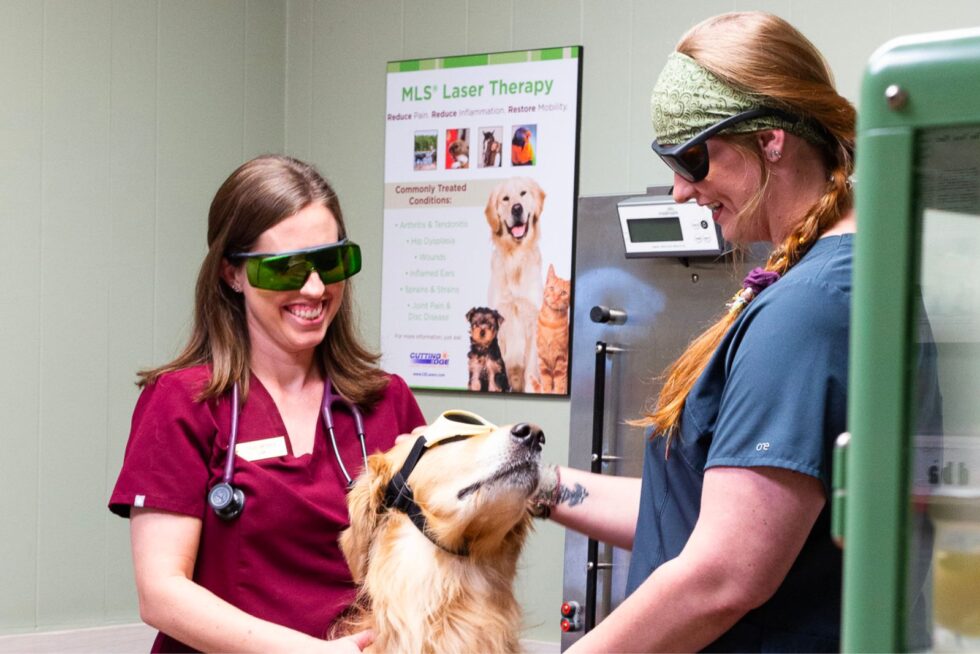 Boerne Veterinarian - Boerne Veterinary Clinic - Dr. Steven Rapp