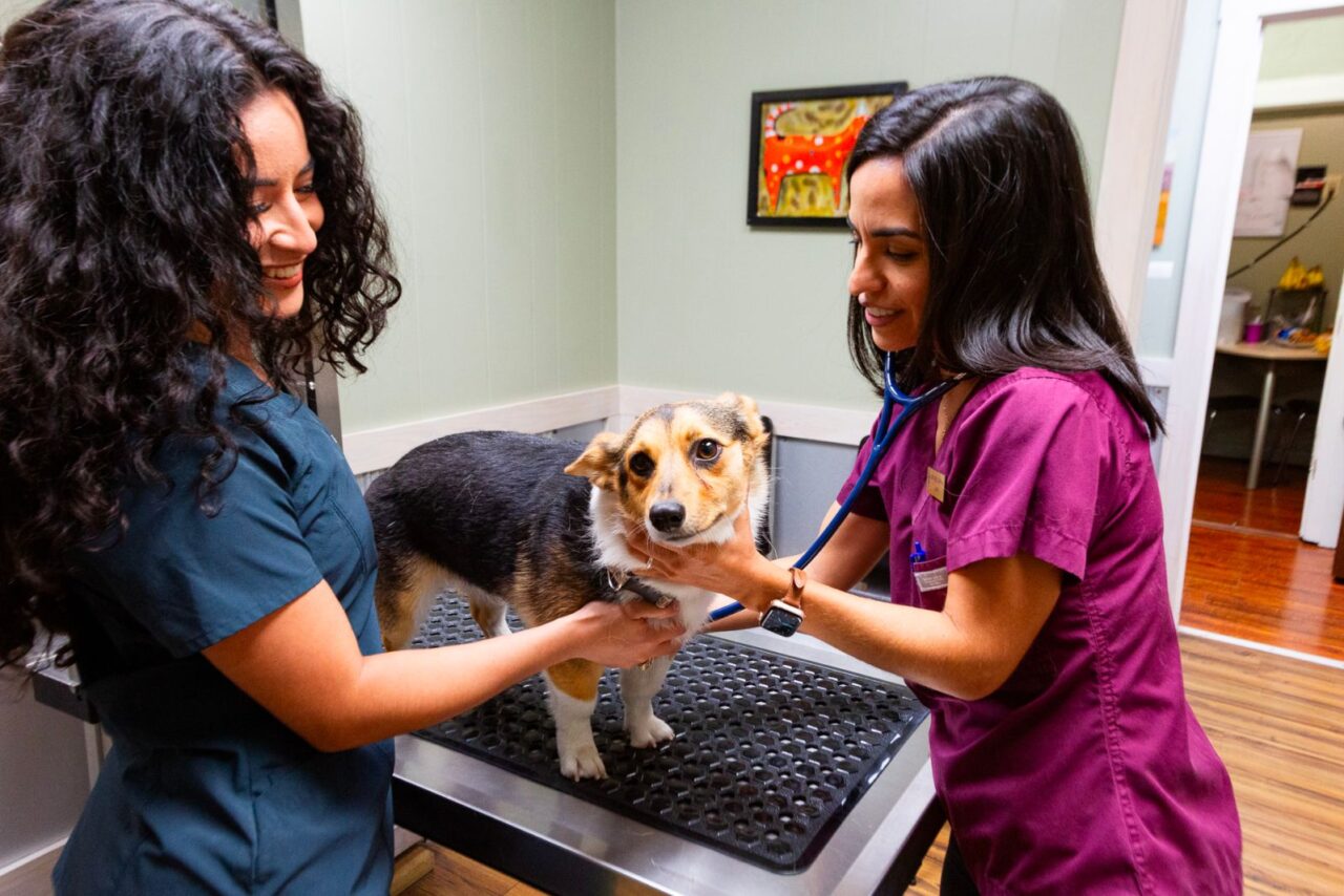 Boerne Veterinarian - Boerne Veterinary Clinic - Dr. Steven Rapp
